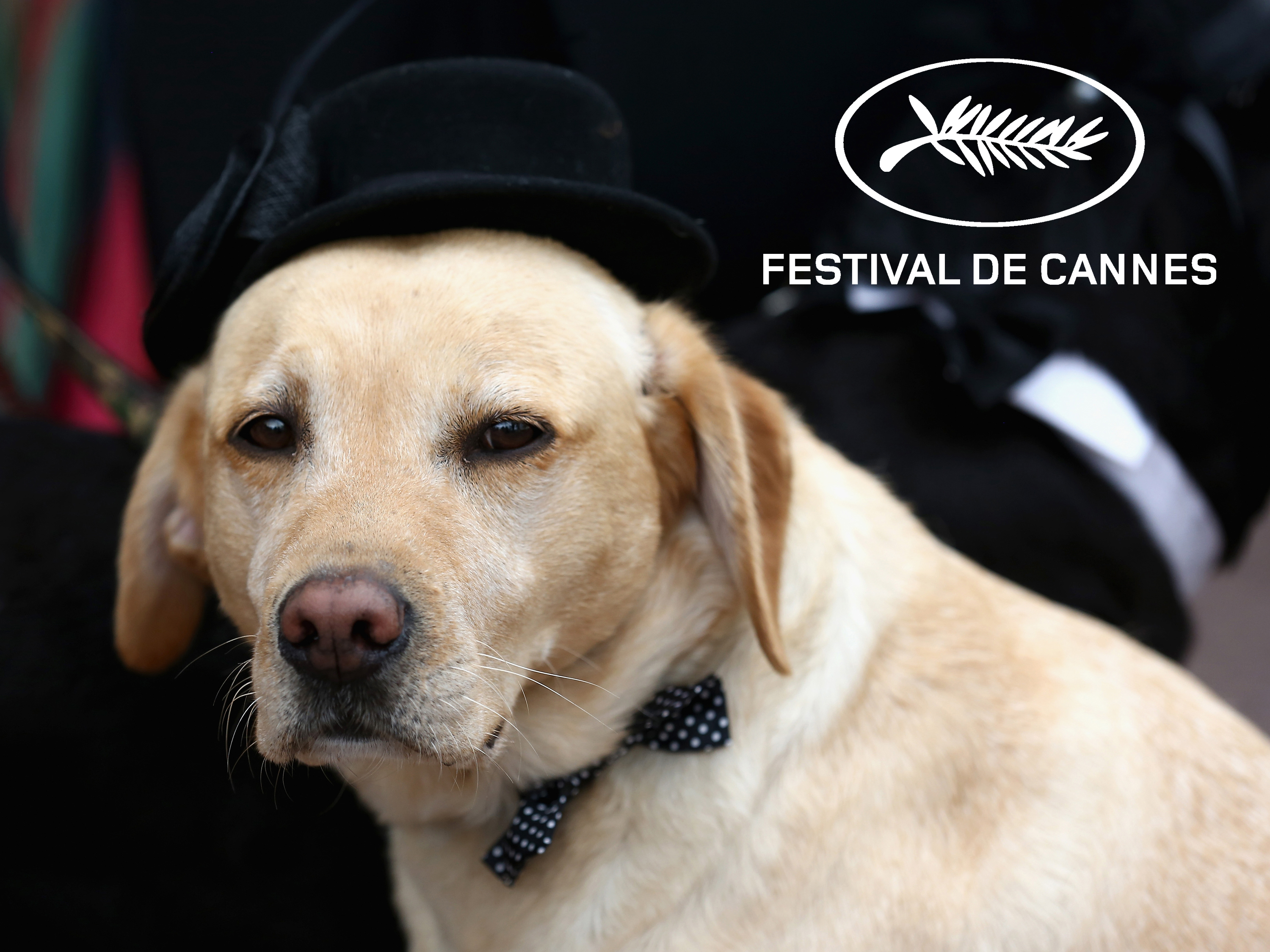Palm Dog Archives - Golden Globes